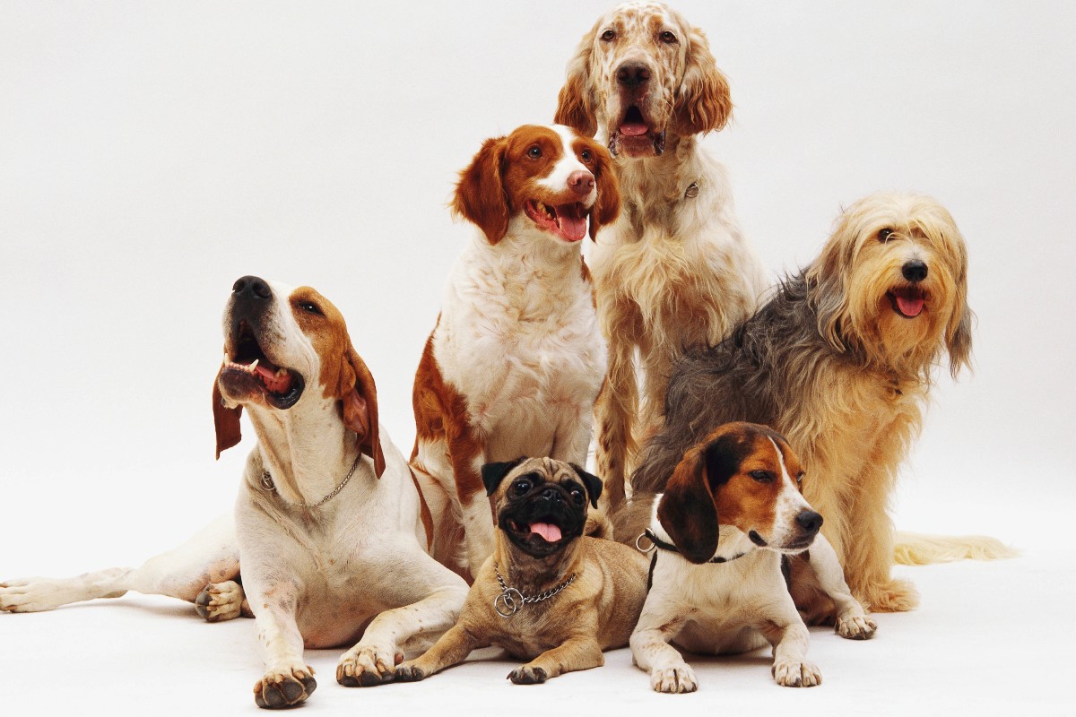 Principais Raças de Cães e suas características