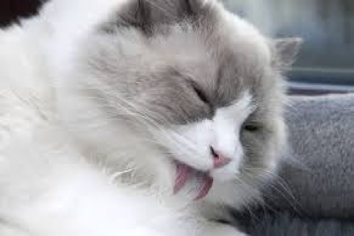 Tudo o que você precisa saber sobre o pelo do seu Gato